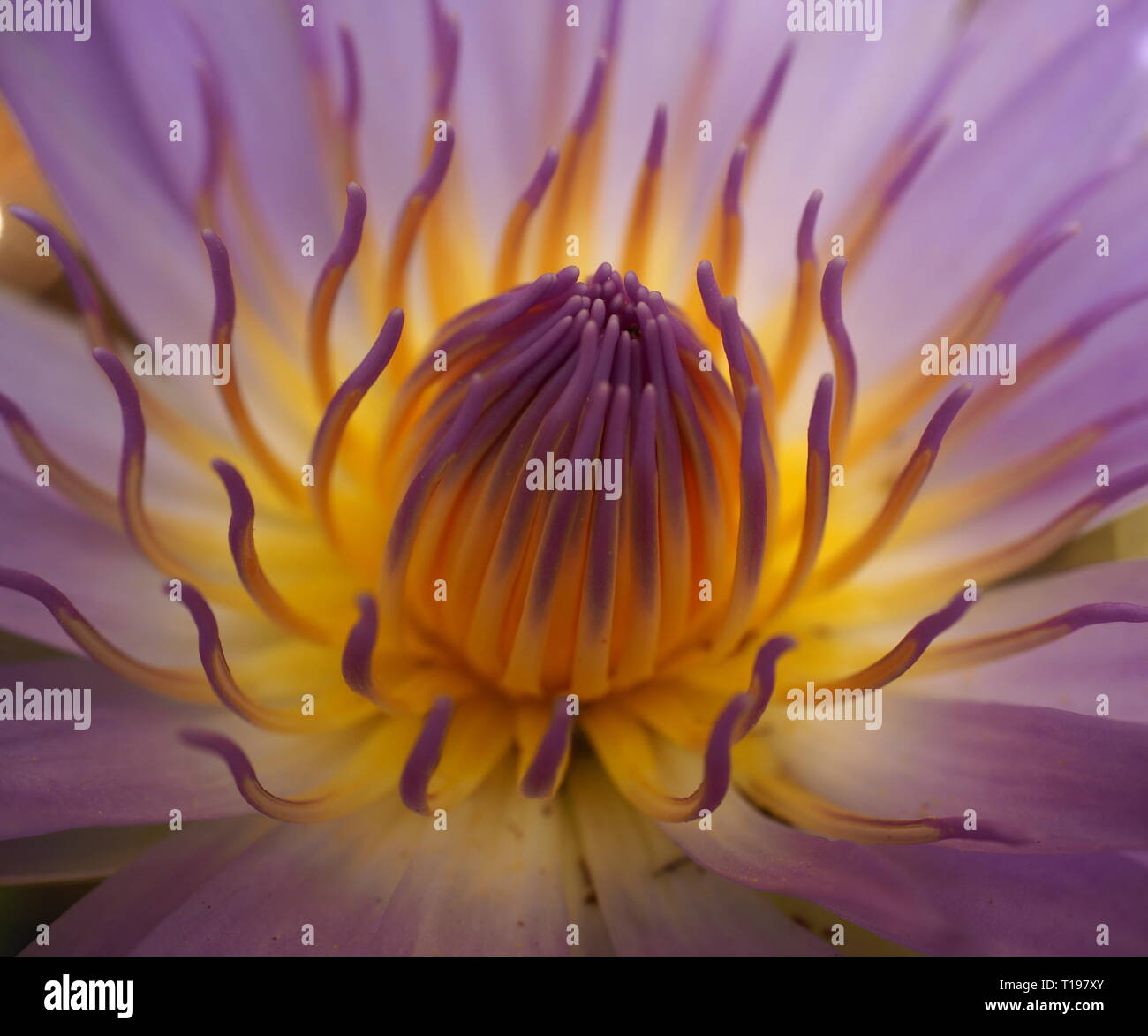 Blue lotus flowers hi-res stock photography and images - Alamy