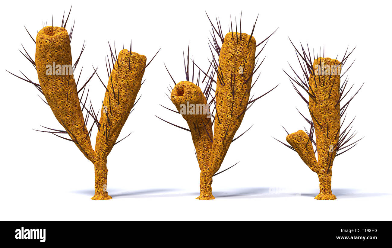 Cambrian Period Plants