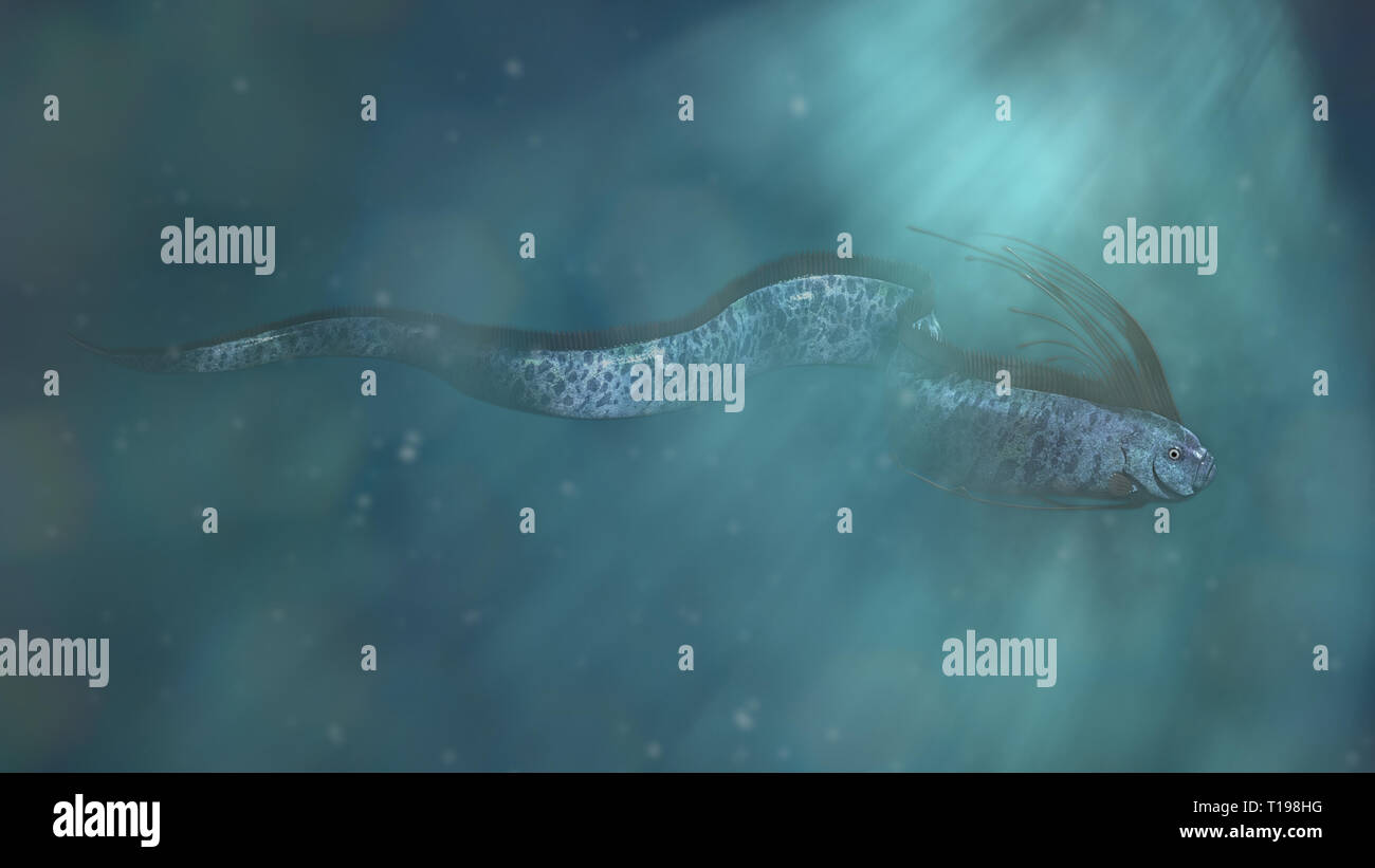 Oarfish hi-res stock photography and images - Alamy