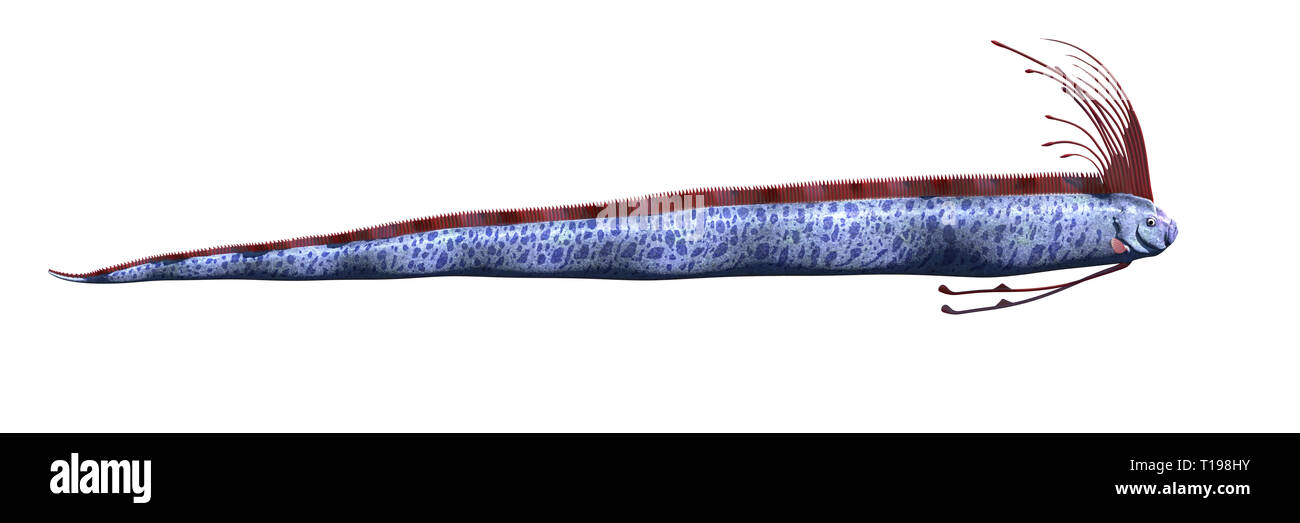 Oarfish hi-res stock photography and images - Alamy