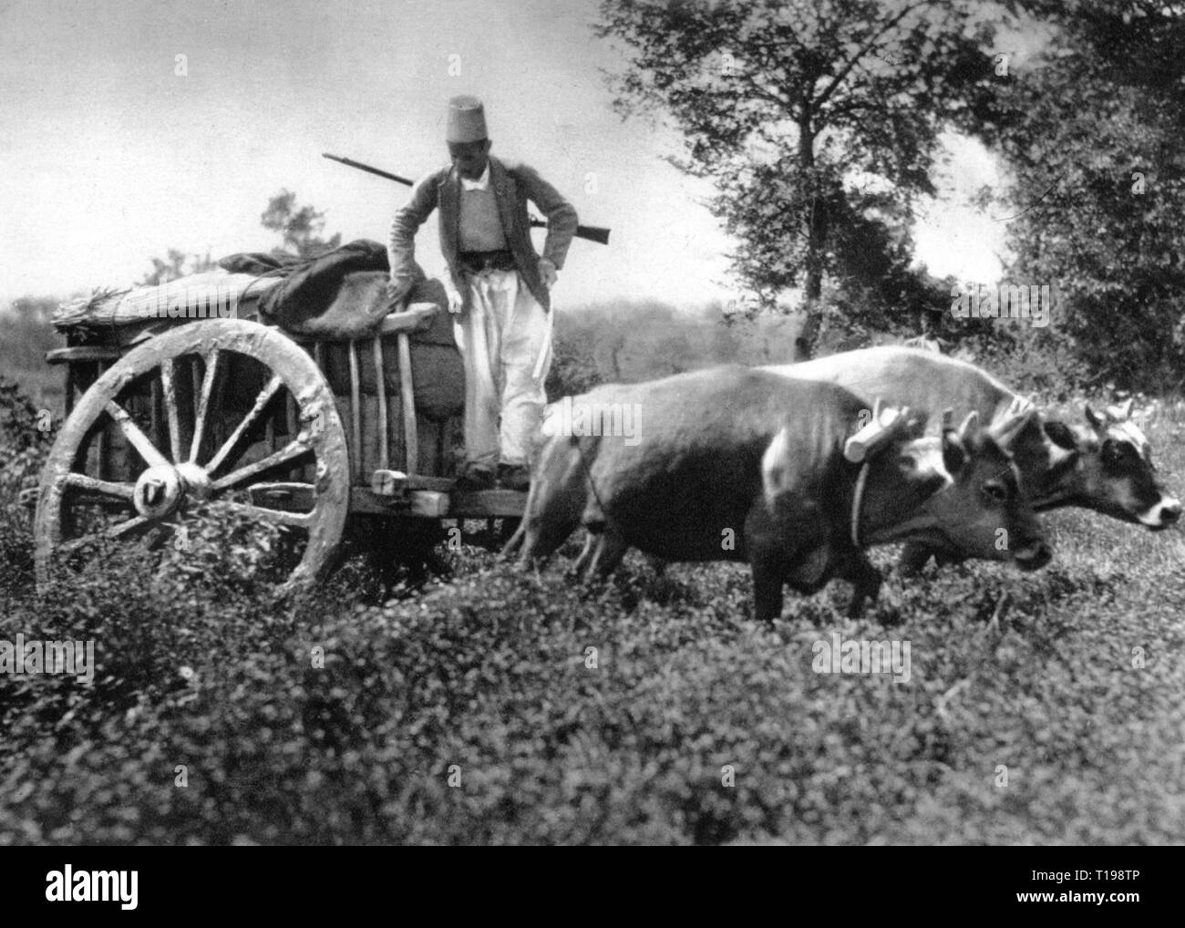 Bullock cart transport hi-res stock photography and images - Alamy