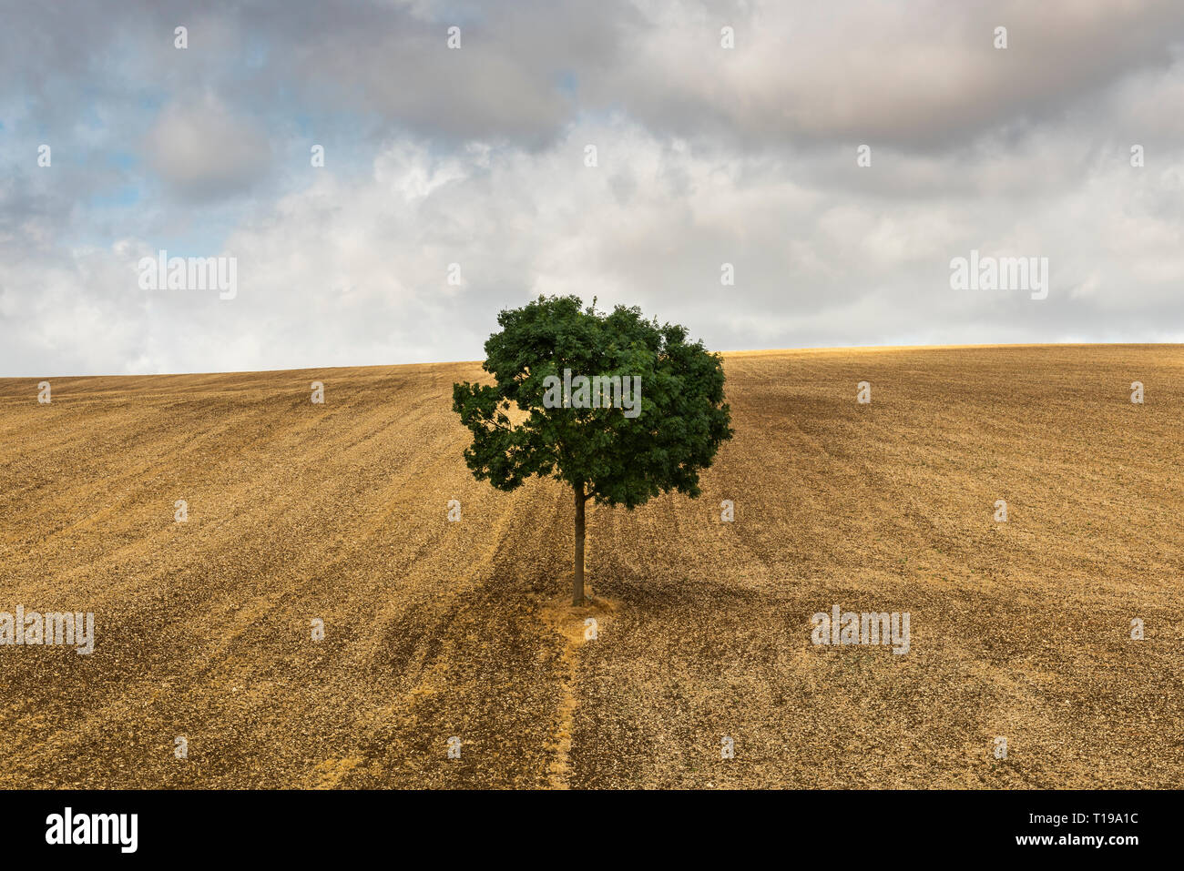 Lonely tree in agricultural field hi-res stock photography and images ...