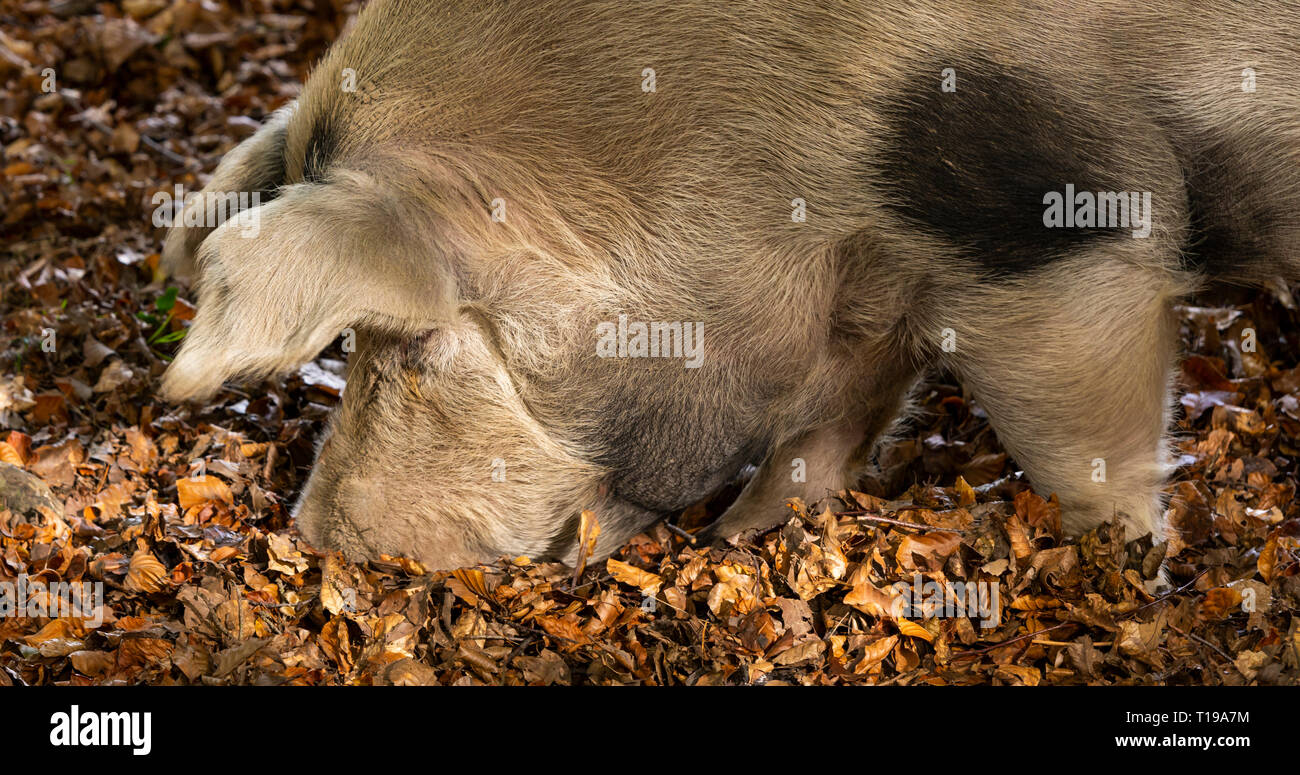 Wild pig roaming in forest floor with autumn leaves and acorns in ...