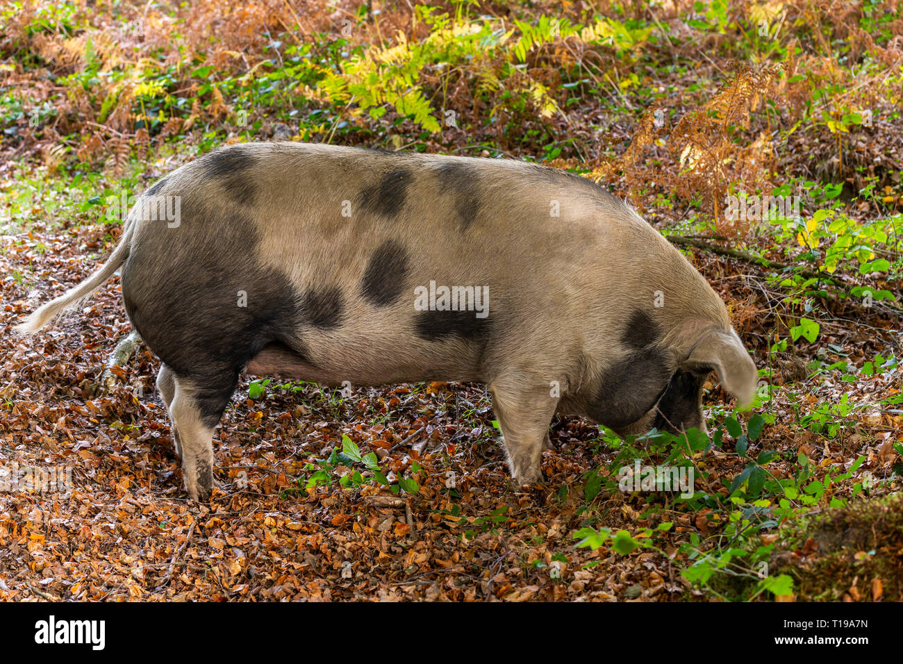 Mast pig hi-res stock photography and images - Alamy