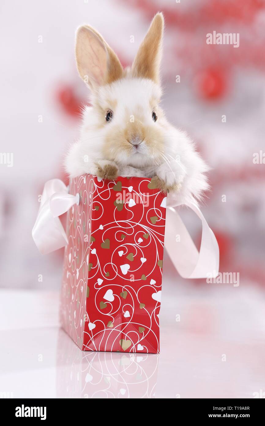 Cute rabbit coloured studio hi-res stock photography and images - Alamy