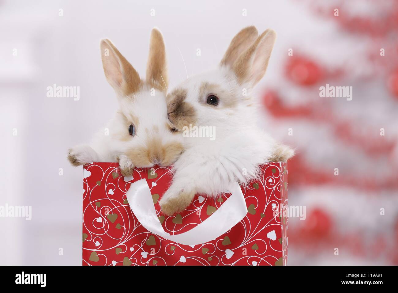 2 young rabbits Stock Photo - Alamy