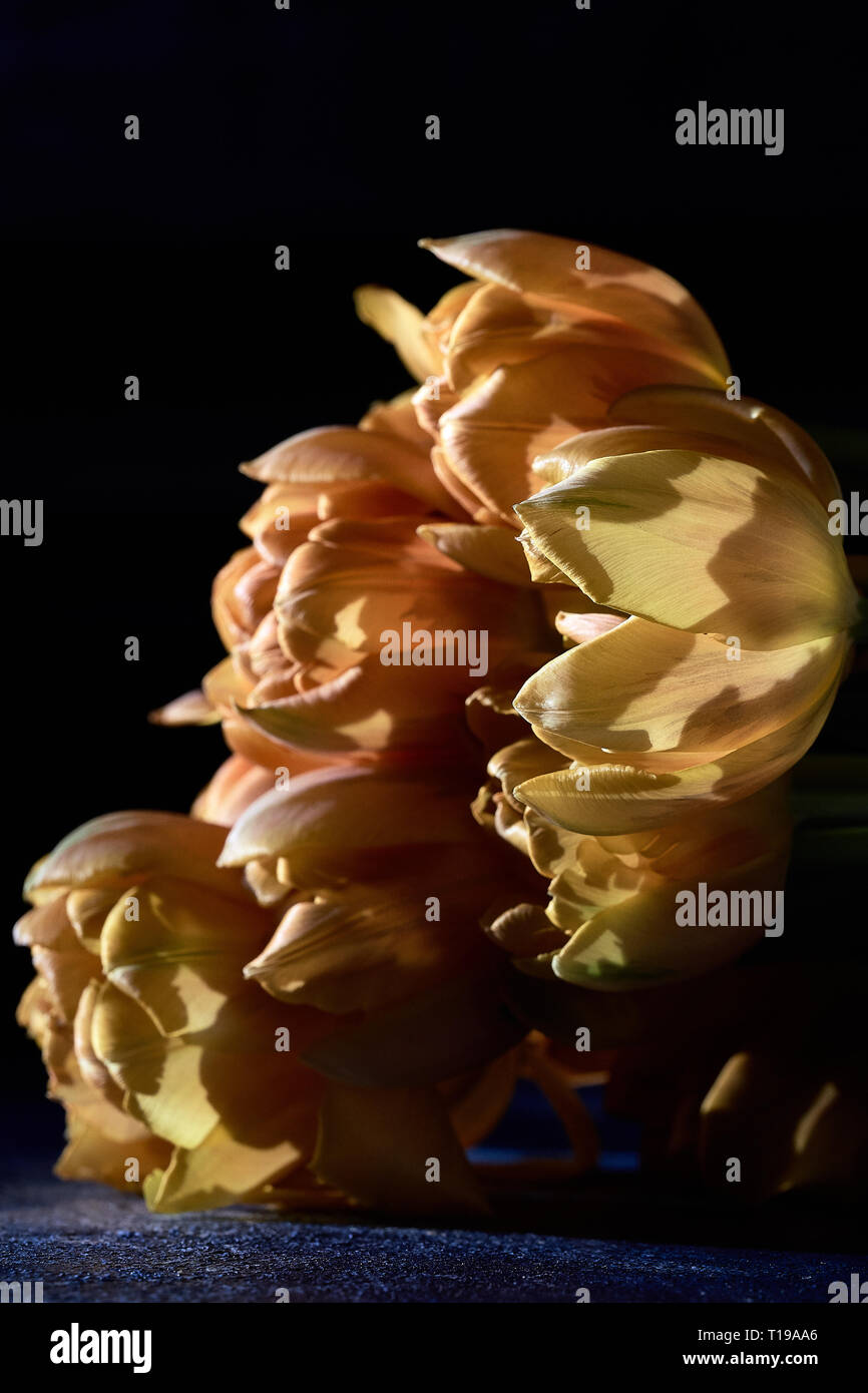 Lateral top view hi-res stock photography and images - Alamy