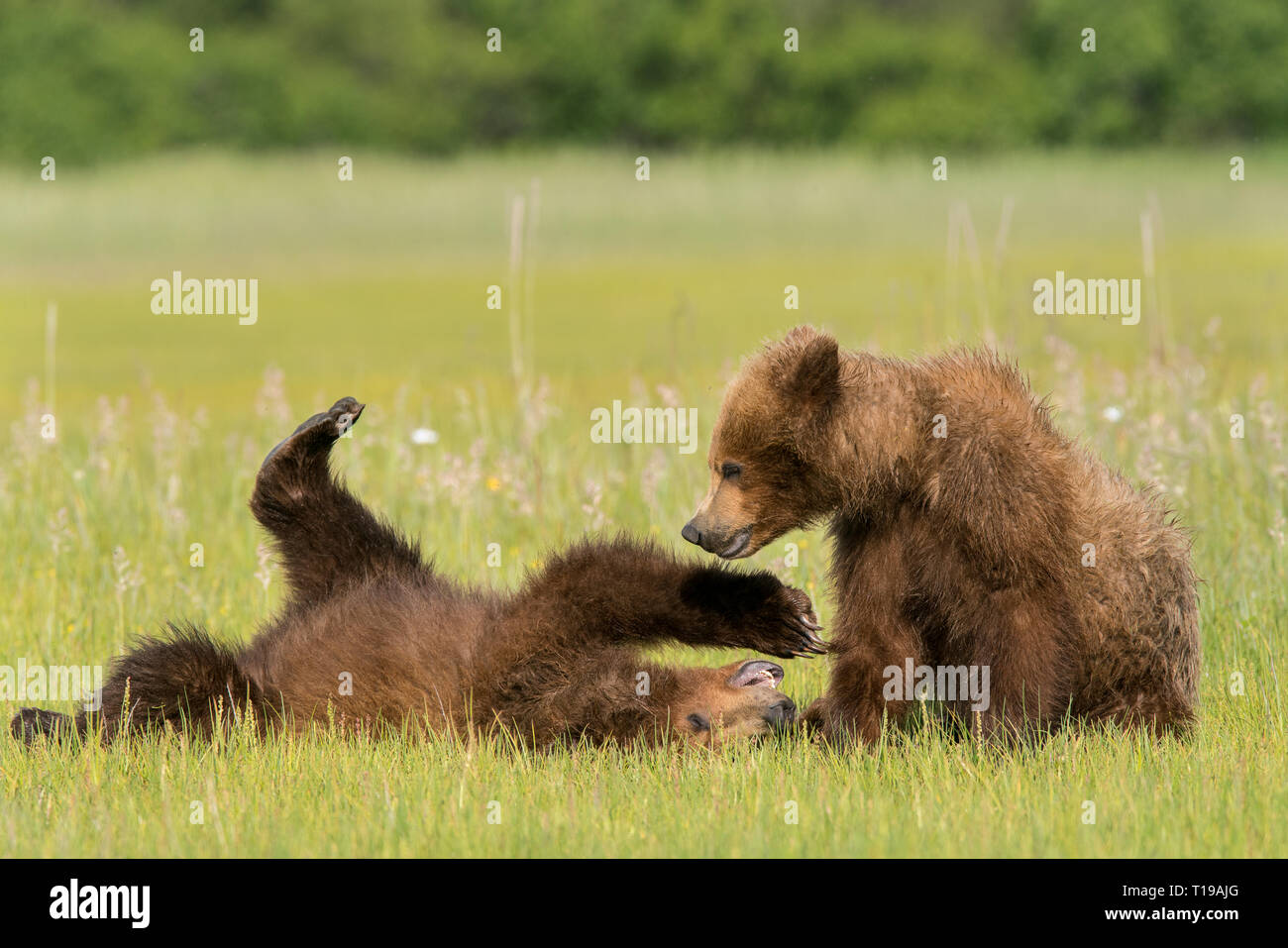 Brown bear cubs roll Stock Photo - Alamy