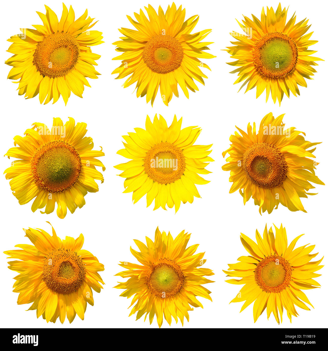 Nine petals hi-res stock photography and images - Alamy