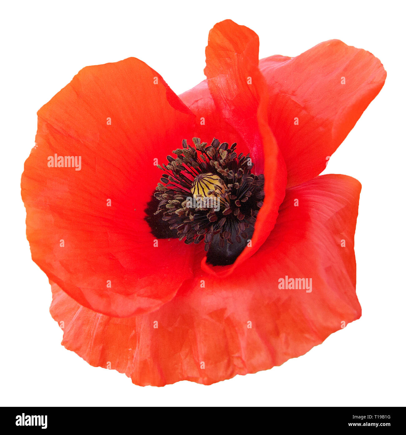 Poppy red close up hi-res stock photography and images - Alamy