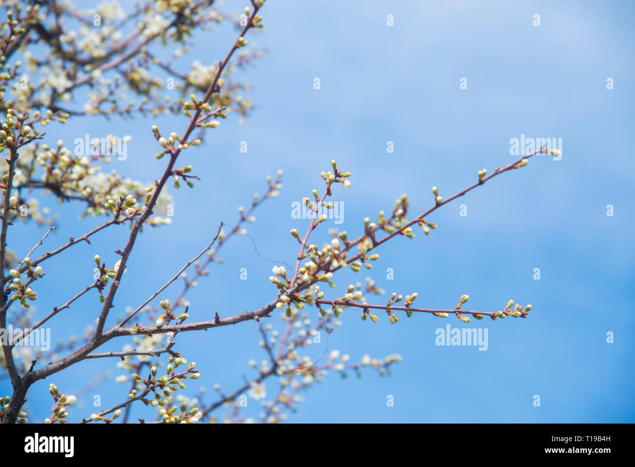 Almond buds hi-res stock photography and images - Alamy