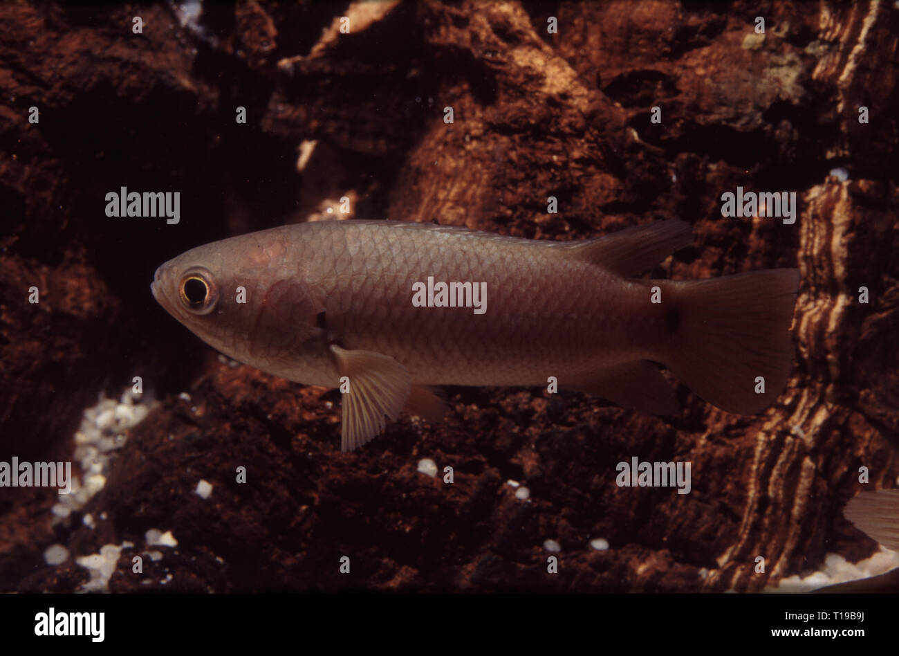 Climbing perch fish hi-res stock photography and images - Alamy