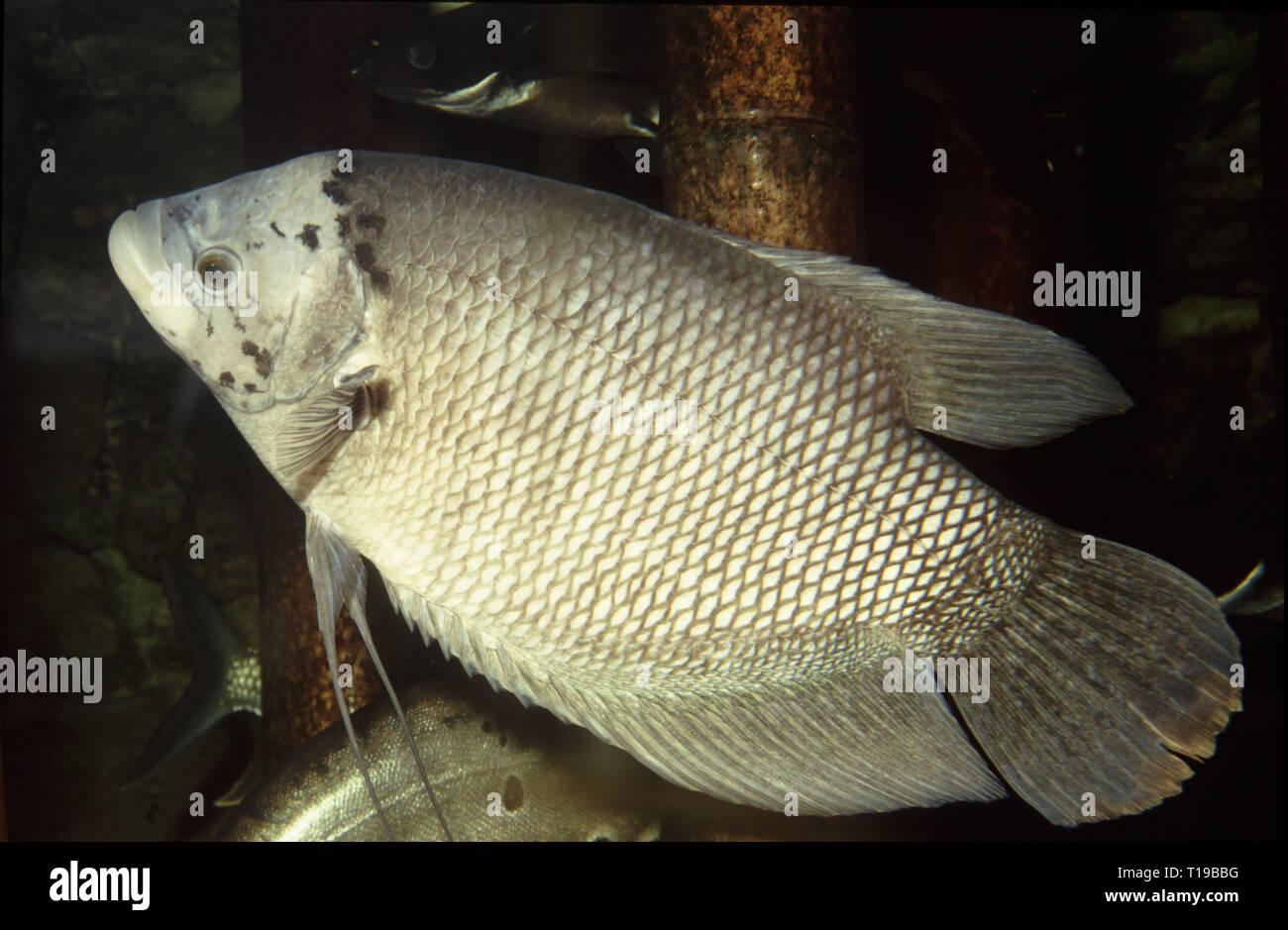 Giant gourami (Osphronemus gorami Stock Photo - Alamy
