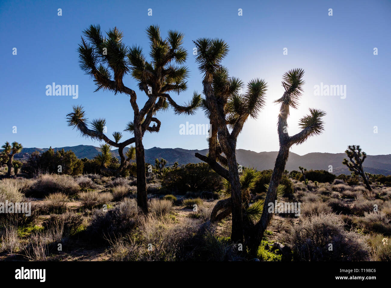 JOSHUA TREE (Yucca brevifolia engelm) in late afternoon light on the ...