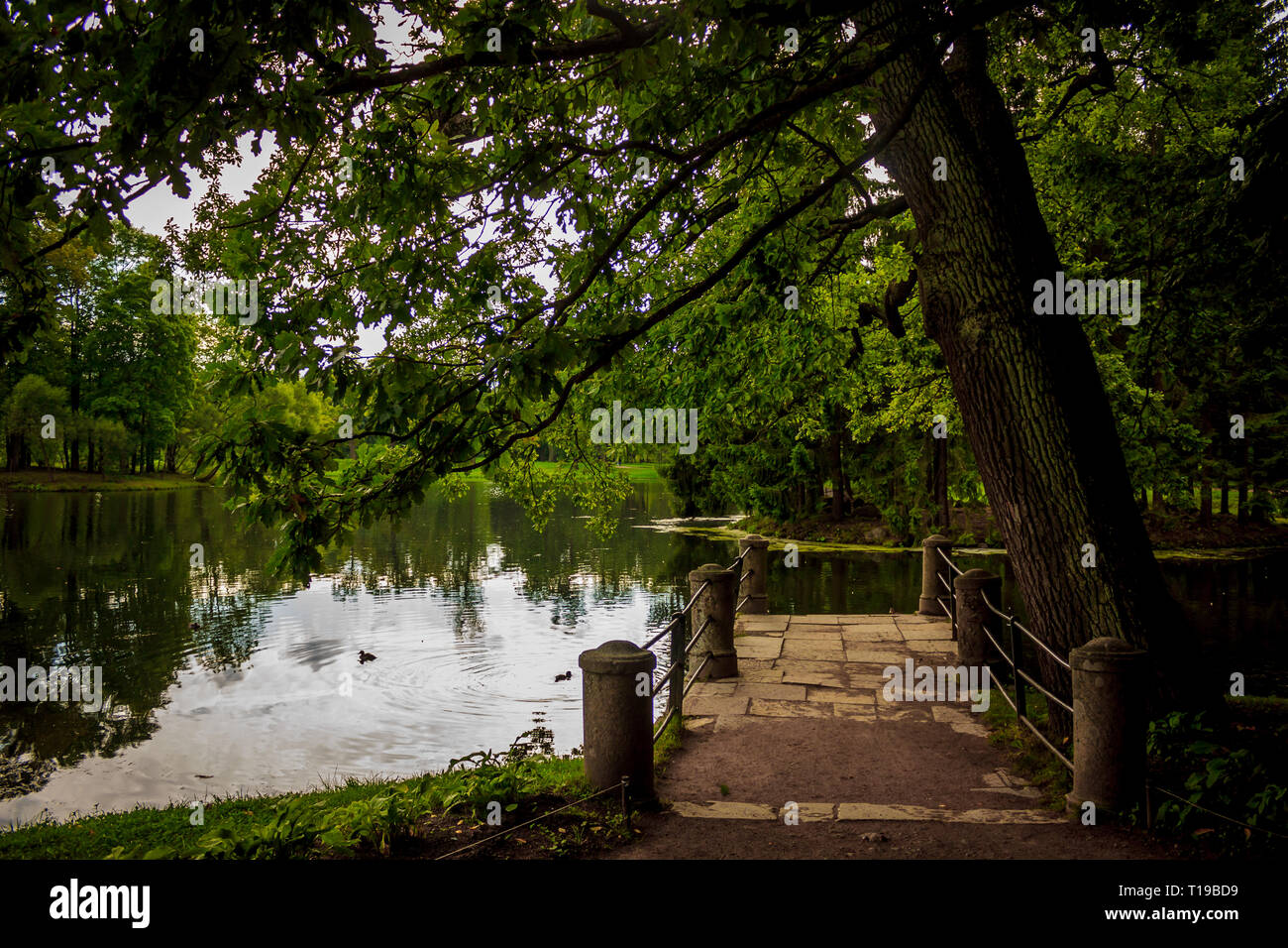 Summer green park. Grass, foliage, trees. Bright park. Summer Park ...