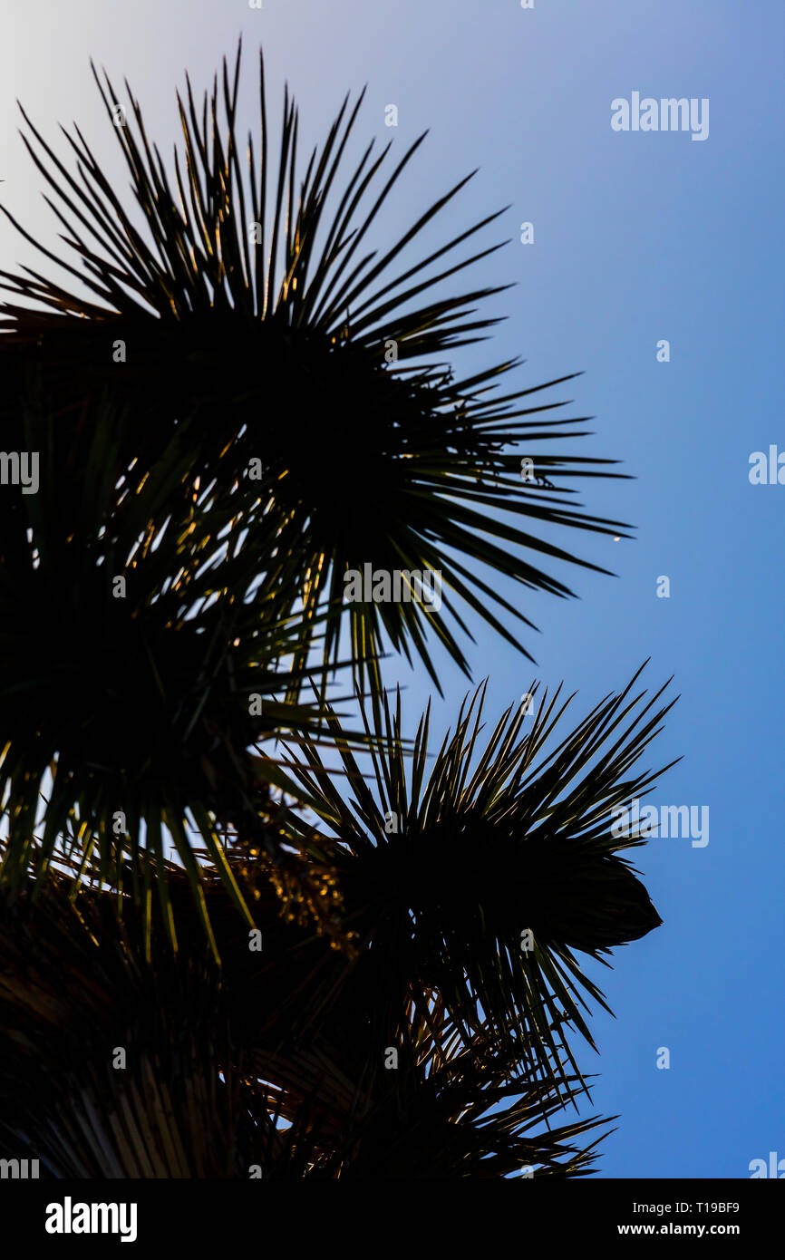 Late afternoon light on the tree hi-res stock photography and images ...