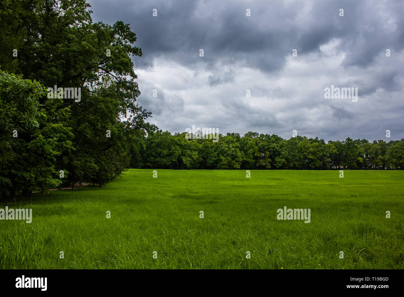 Summer green park. Grass, foliage, trees. Bright park. Summer Park ...