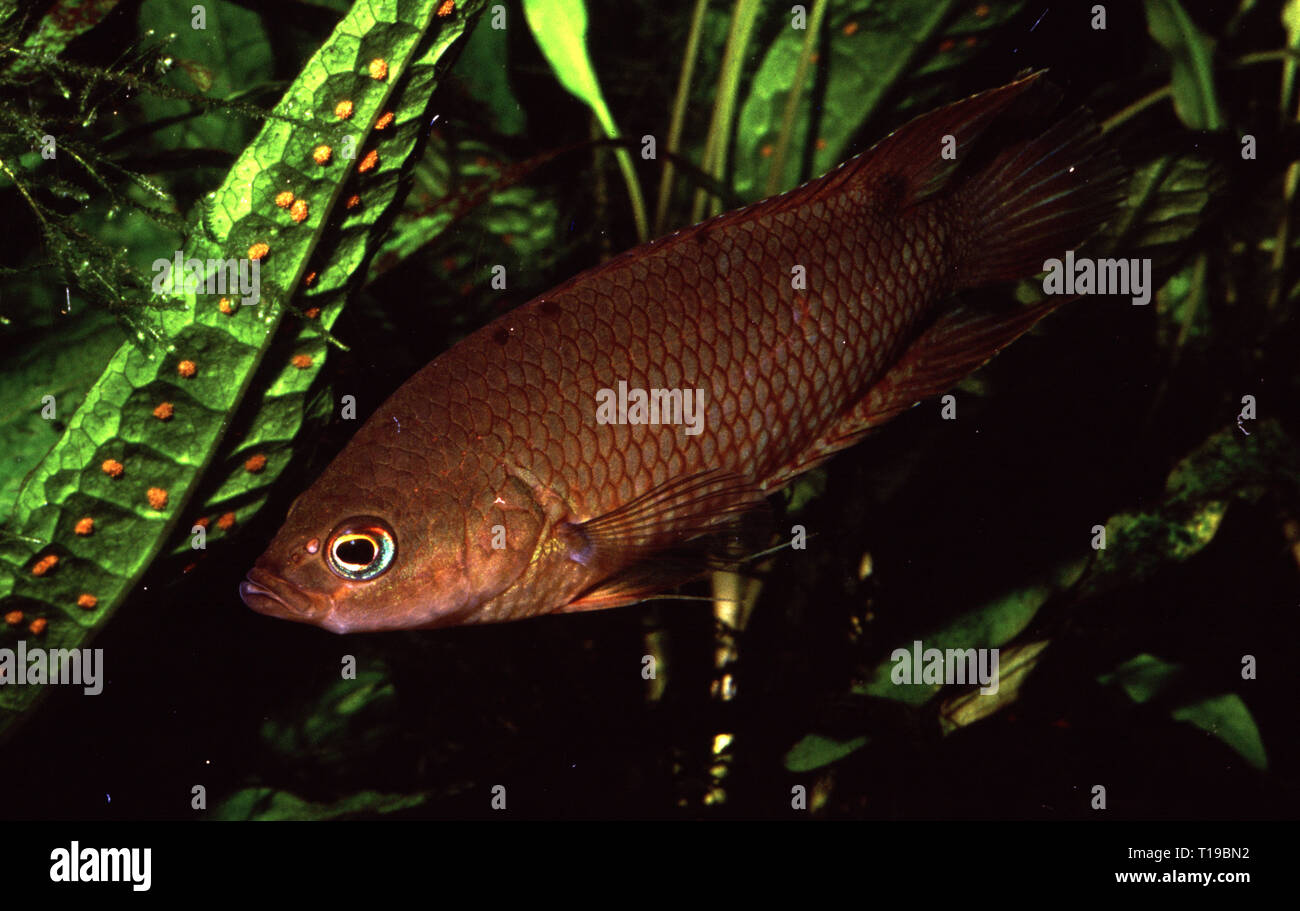 Belontia hi-res stock photography and images - Alamy