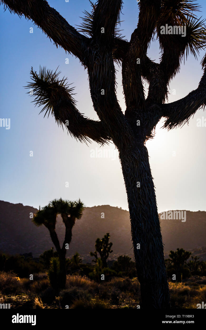 Late afternoon light on the tree hi-res stock photography and images ...