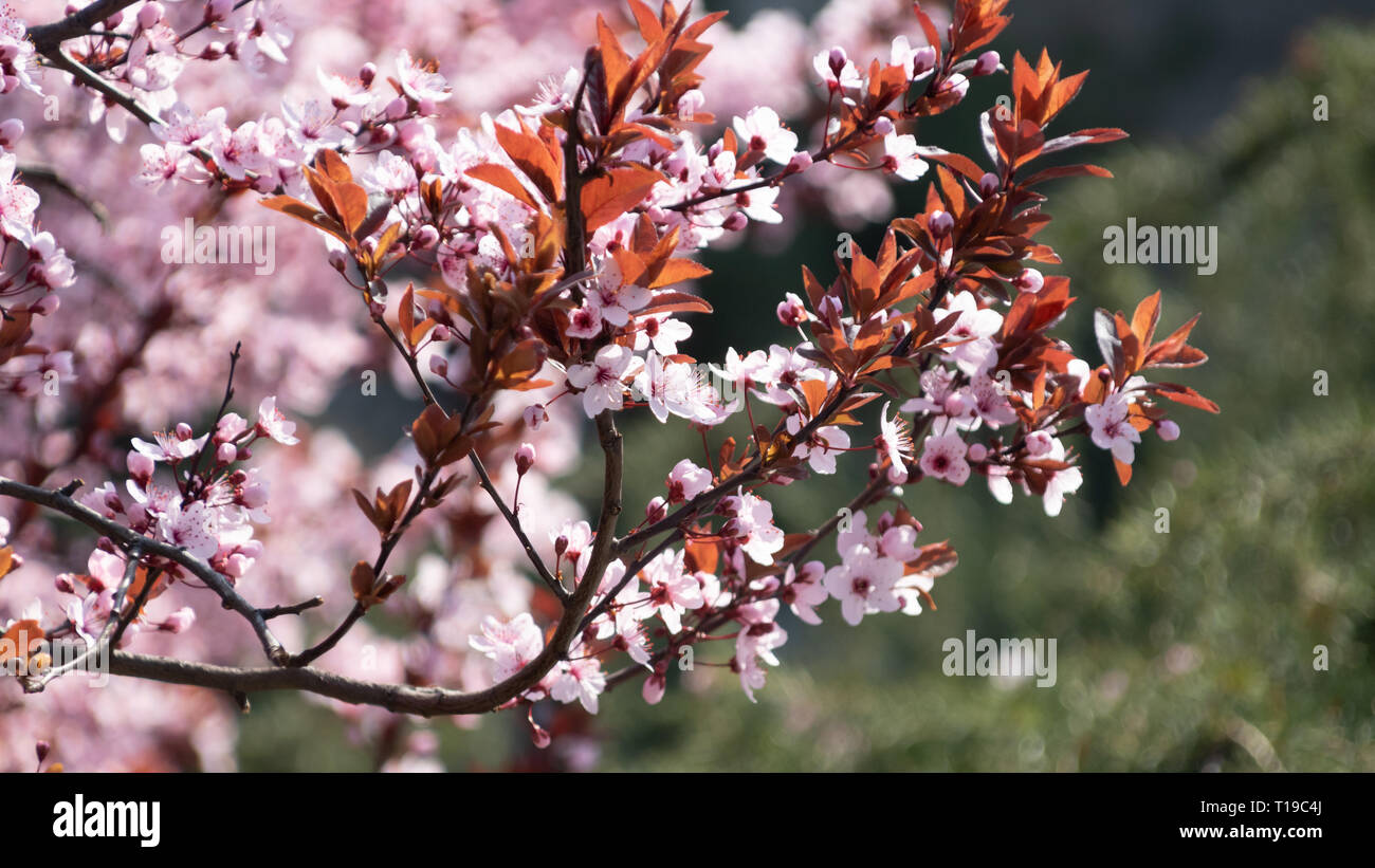One cherry plum hi-res stock photography and images - Alamy