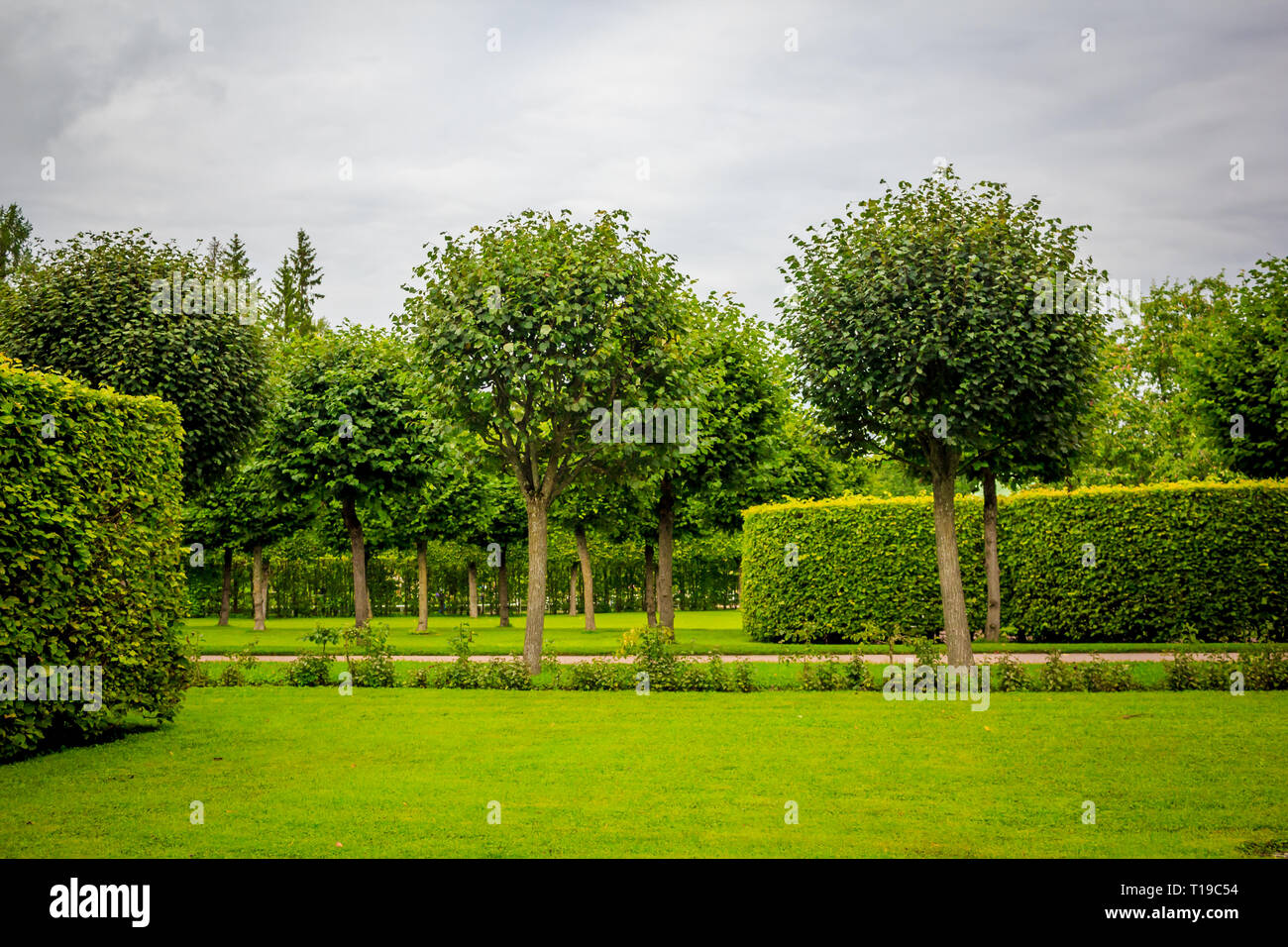 Summer green park. Grass, foliage, trees. Bright park. Summer Park ...