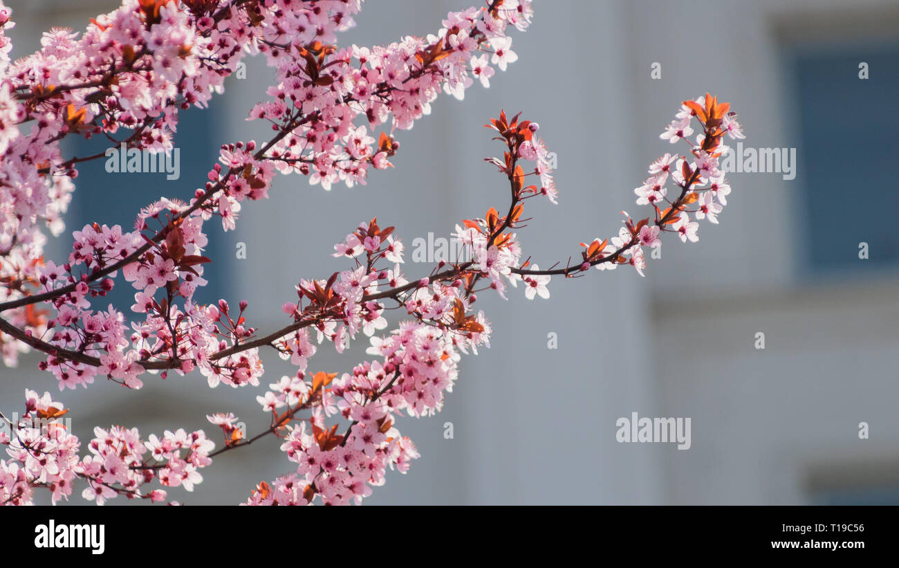 Spring wild cherry plum flowers closeup photo Stock Photo - Alamy