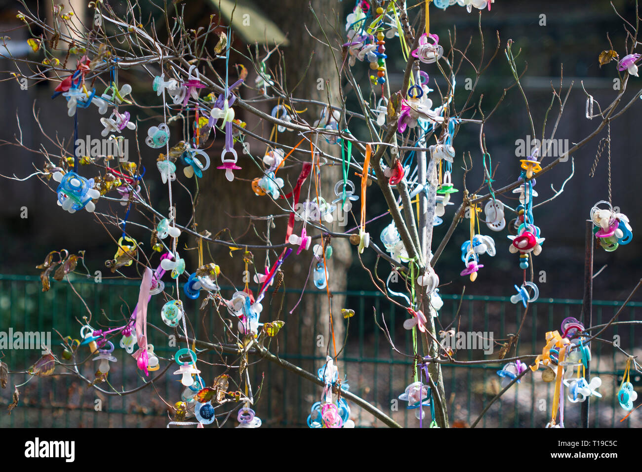 n this beautiful picture shows a pacifier tree where babies attach ...