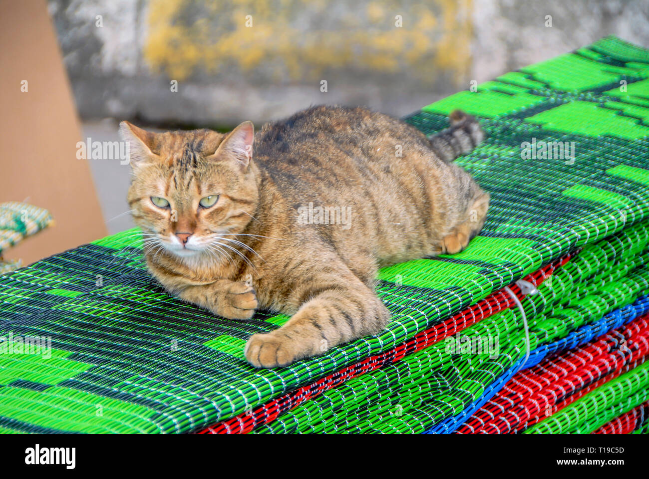 Famous cat istanbul hi-res stock photography and images - Alamy