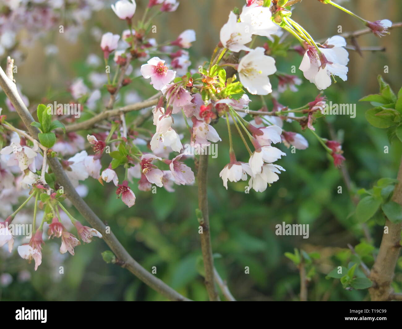 Prunus incisa ‘kojo no mai hi-res stock photography and images - Alamy