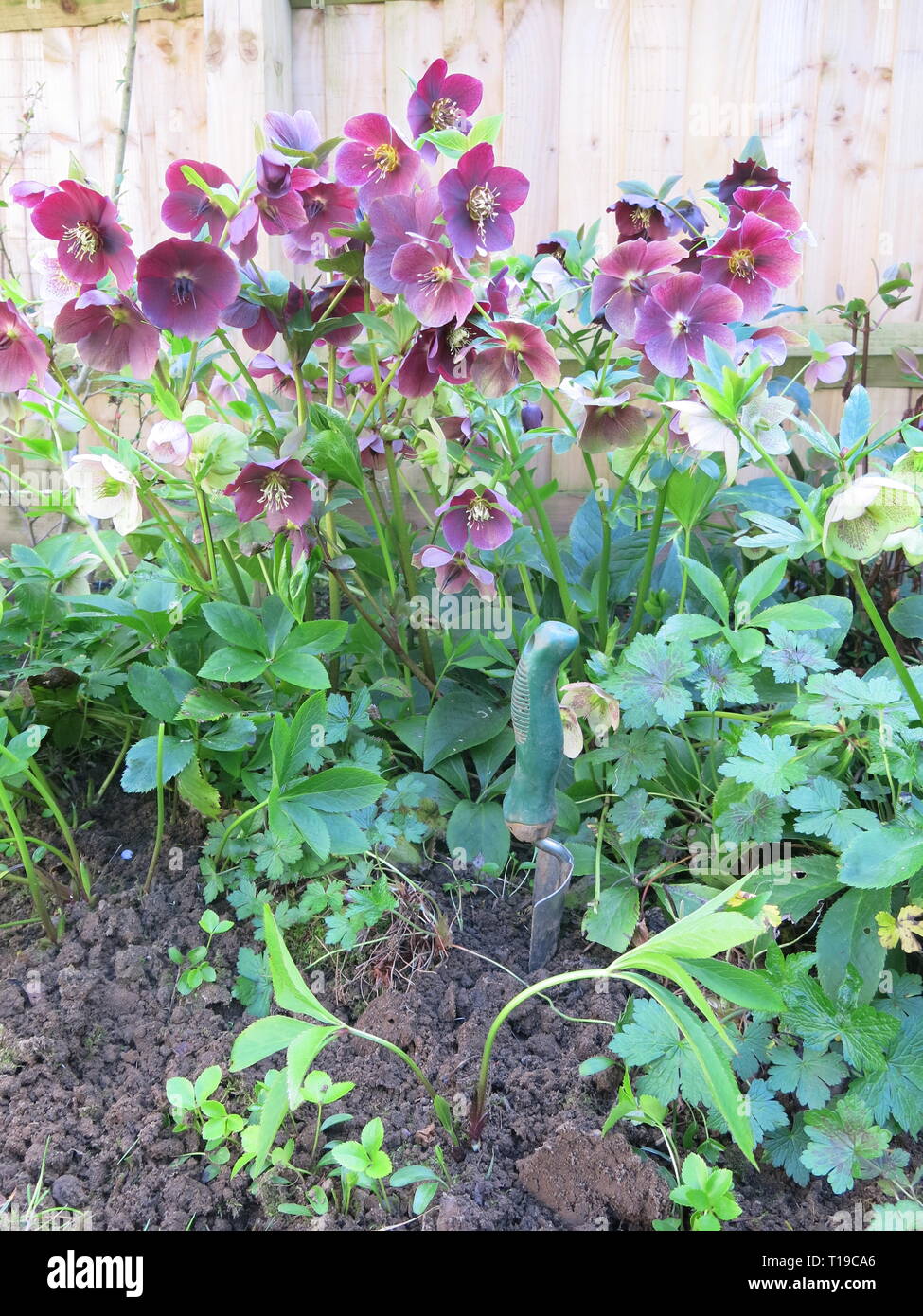 Spring border hellebores hi-res stock photography and images - Alamy