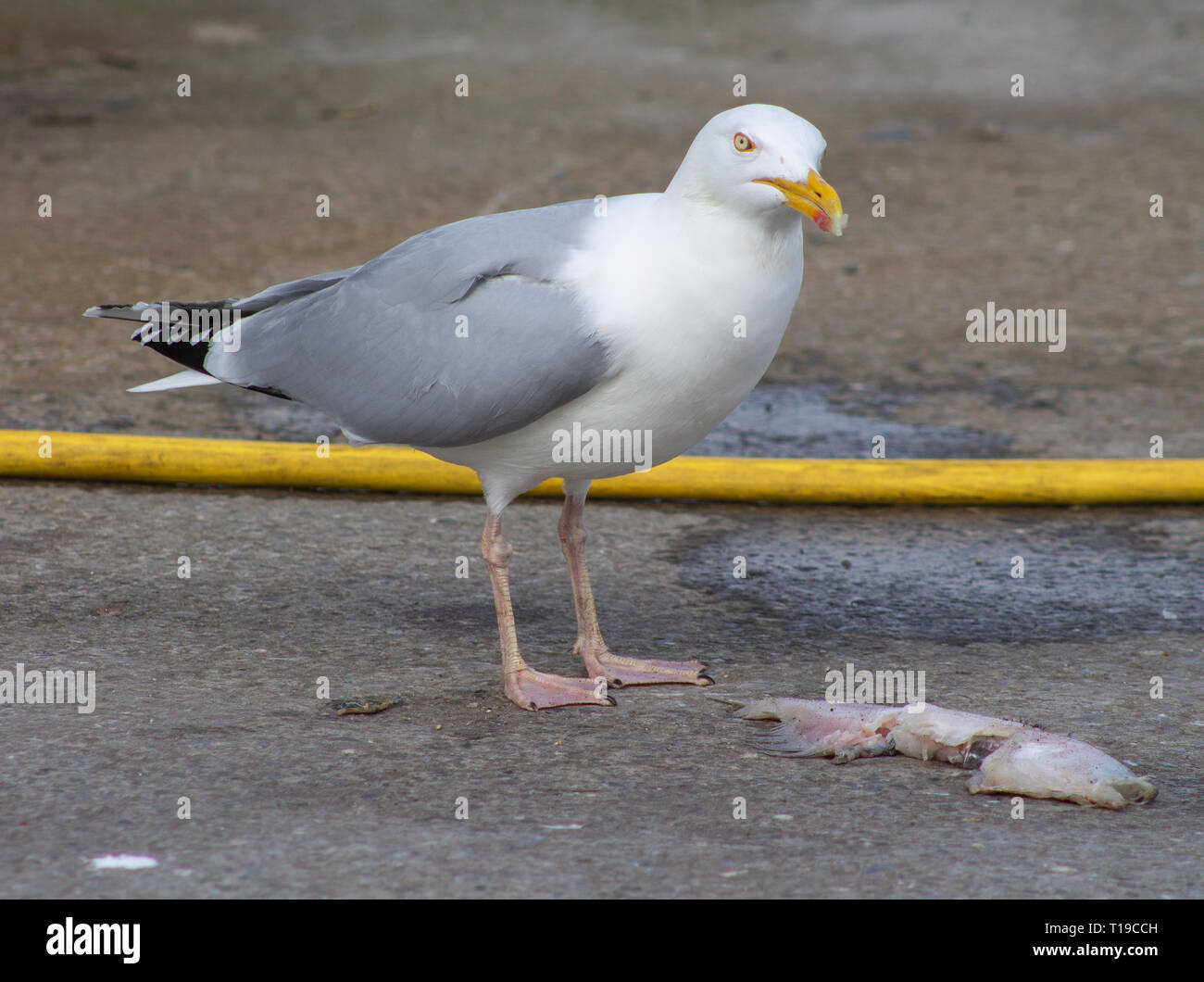 Dead carcass seagull sea hi-res stock photography and images - Alamy