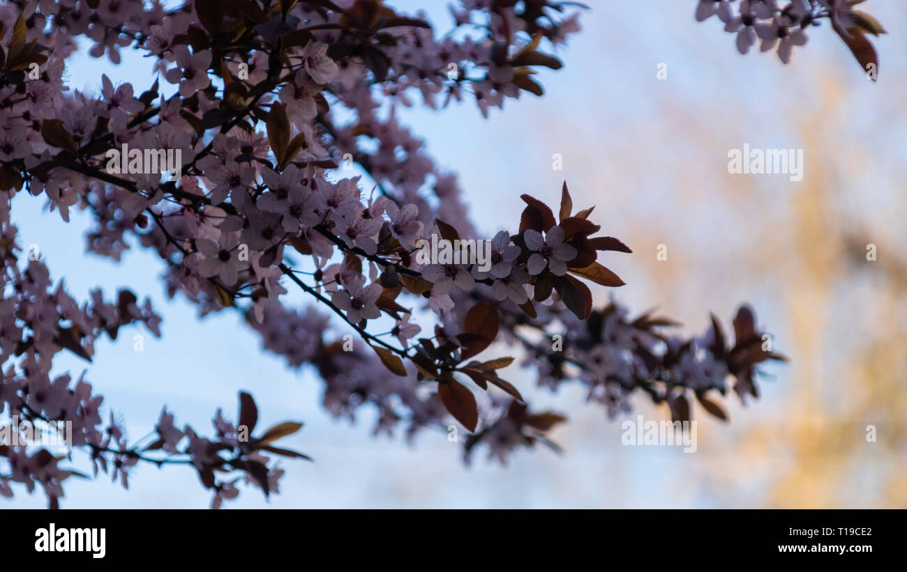 Plum flowers hi-res stock photography and images - Alamy