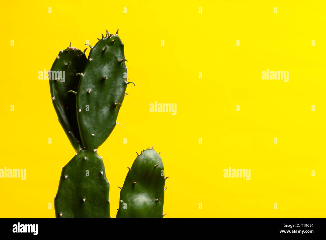 houseplant cactus at yellow background. template for design. copy space ...