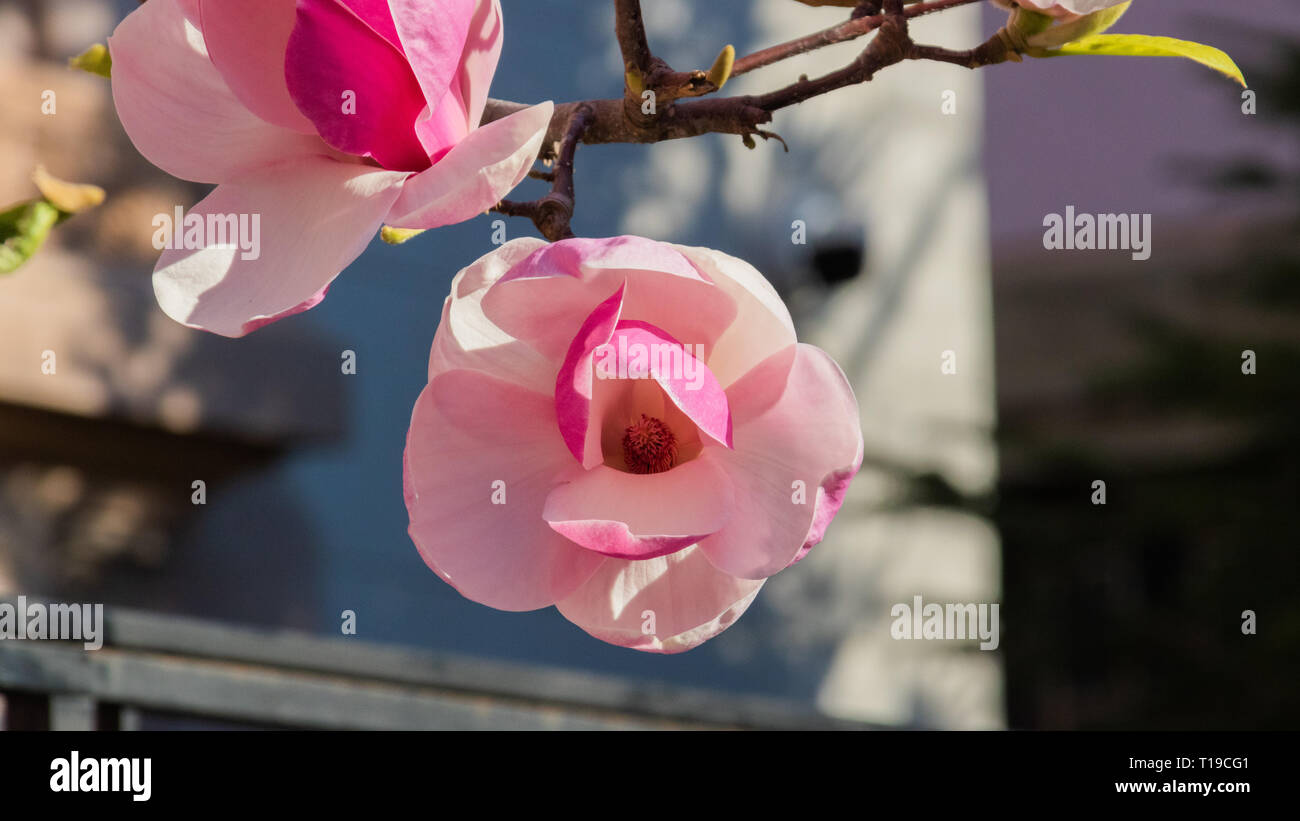 Few pink magnolia flowers hi-res stock photography and images - Alamy