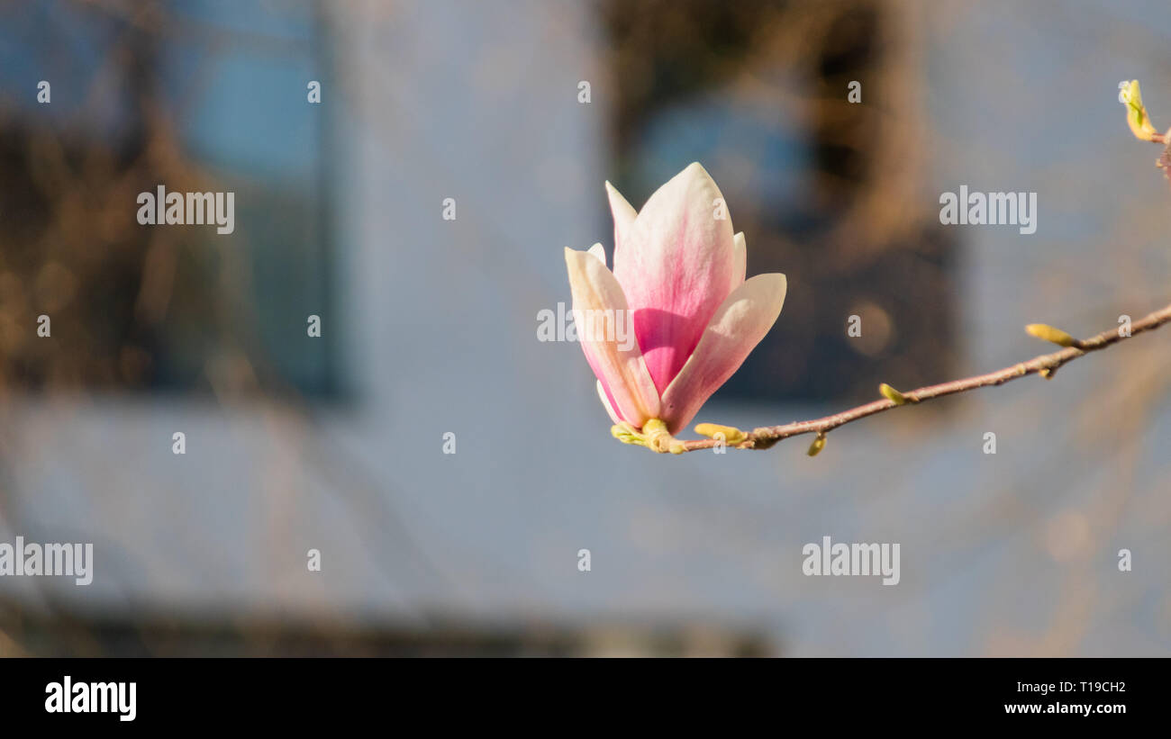 Beautiful magnolia tree blossom in spring time Stock Photo - Alamy