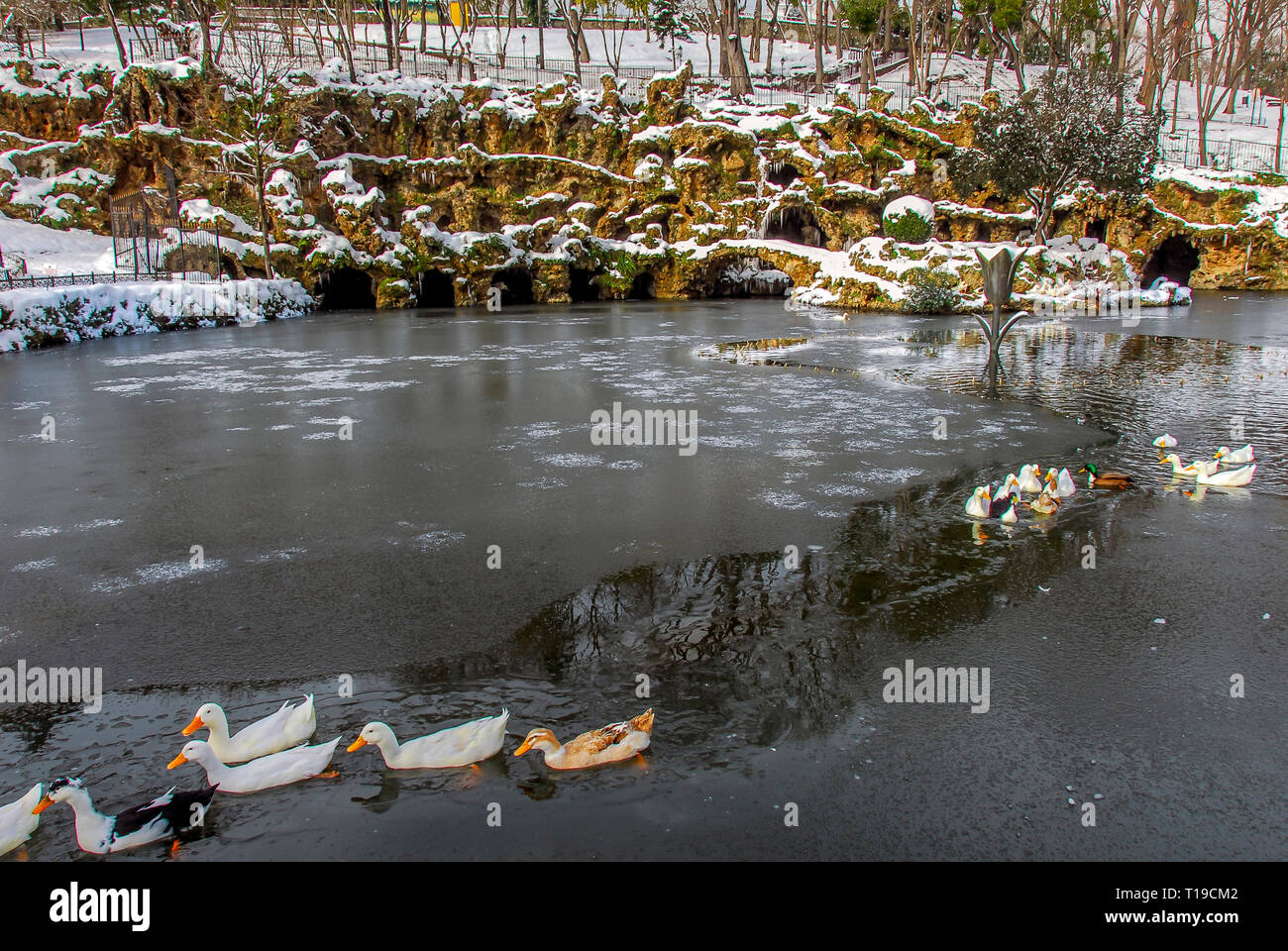 Istanbul, Turkey, 26 January 2010: Emirgan grove and ducks, Emirgan ...