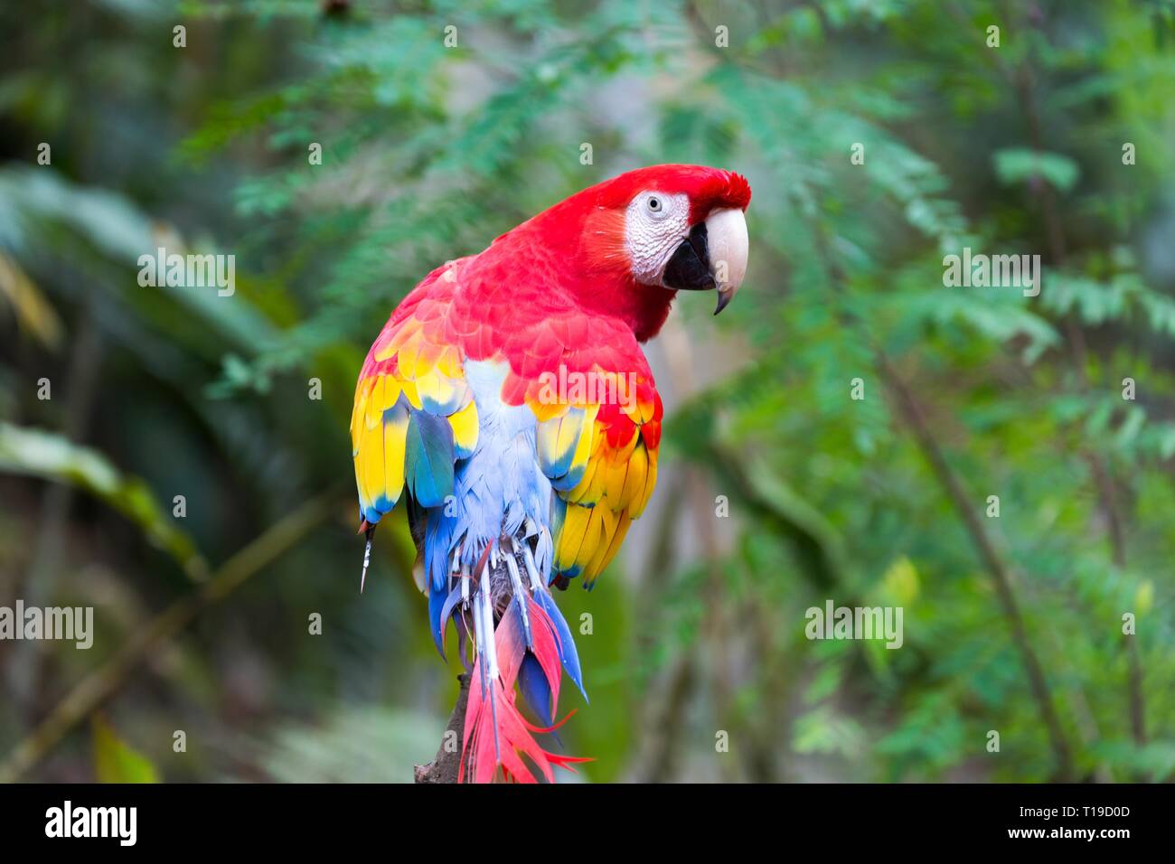 Exotic Red and Yellow Scarlet Parrot / Macaw Bird with Curious Look in ...