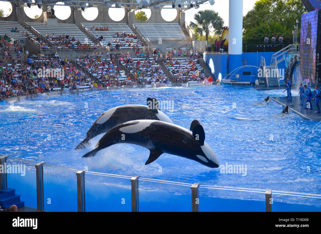 Smamu Stadium at Seaworld Orlando, USA Stock Photo - Alamy