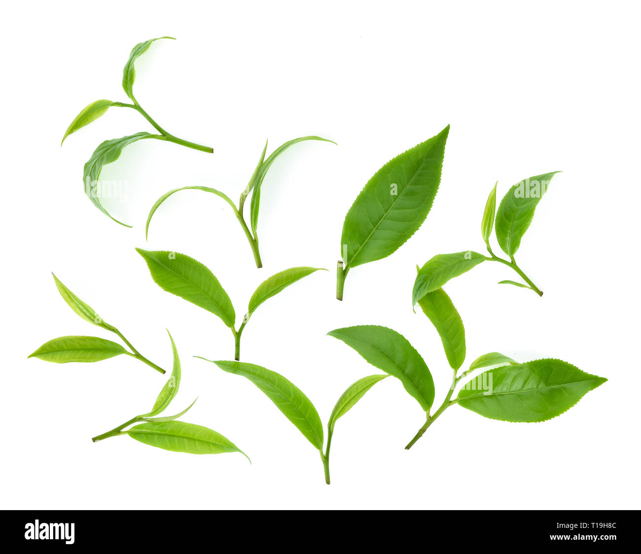 Top view set of Green tea leaf isolated on white background Stock Photo ...