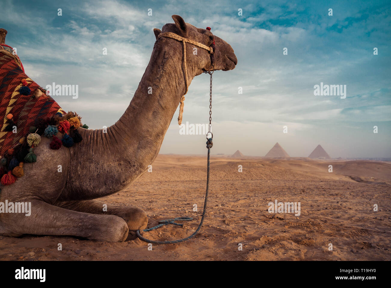 Riding camels near the Great Pyramids at Giza, Cairo, Egypt Stock Photo ...