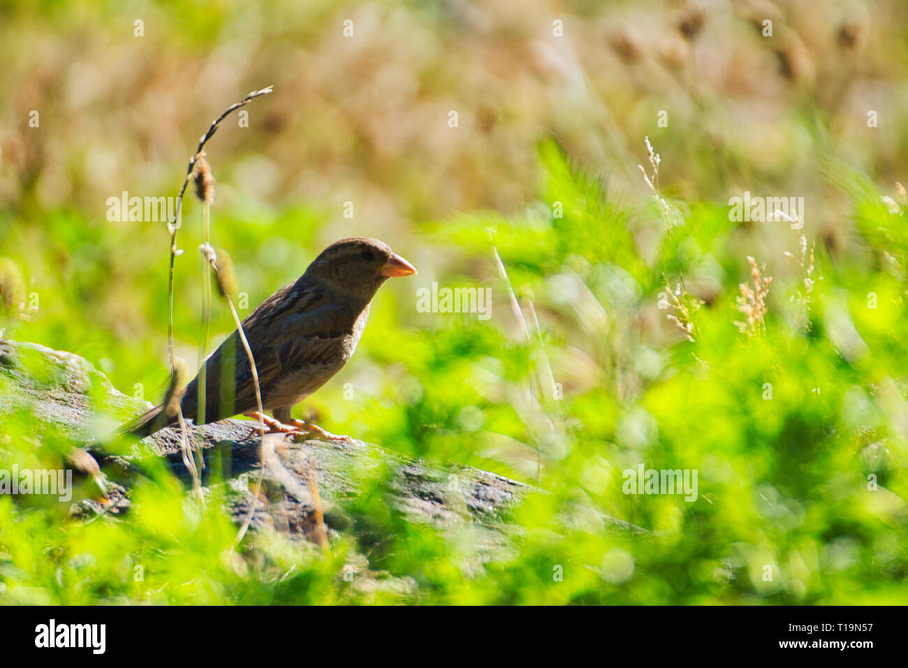 Flappy bird hi-res stock photography and images - Alamy