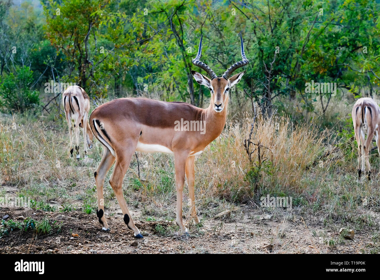 The springbok and the impala hi-res stock photography and images - Alamy