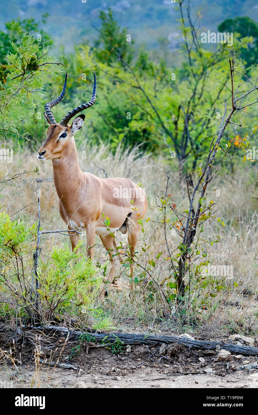 Male impala in the wild Stock Photo - Alamy