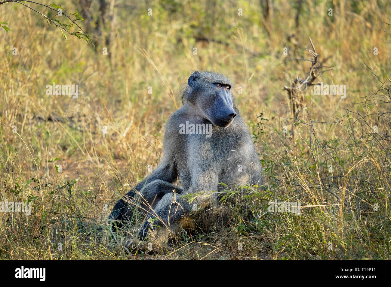Baboon in the wild Stock Photo - Alamy