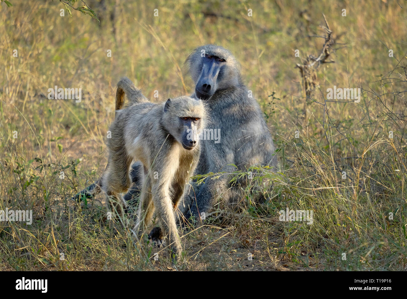 Baboon couple in the wild Stock Photo - Alamy