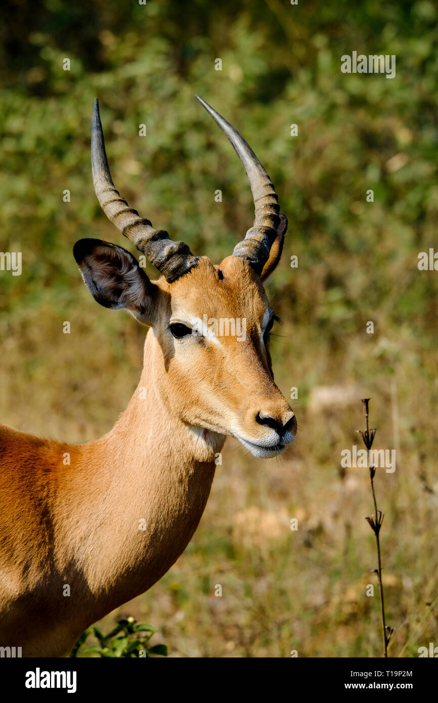 Impala grazing in serengeti hi-res stock photography and images - Alamy