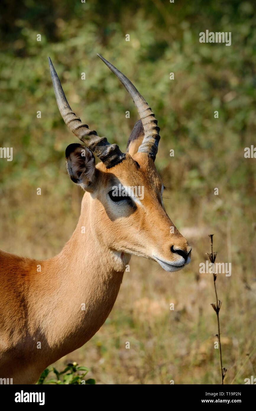 Male impala in the wild Stock Photo - Alamy