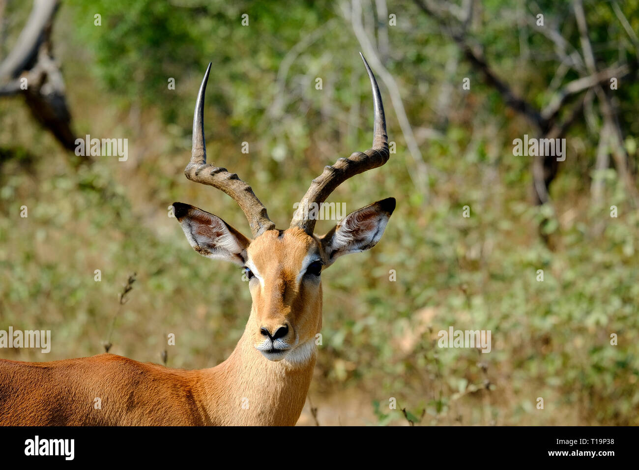 Male impala in the wild Stock Photo - Alamy
