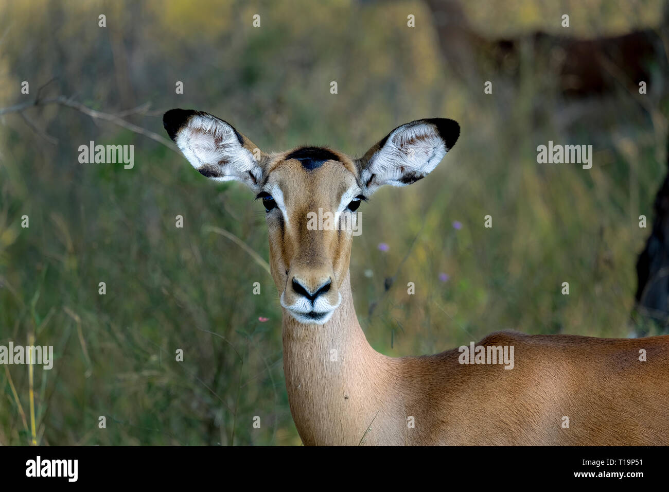Male female springbok hi-res stock photography and images - Alamy