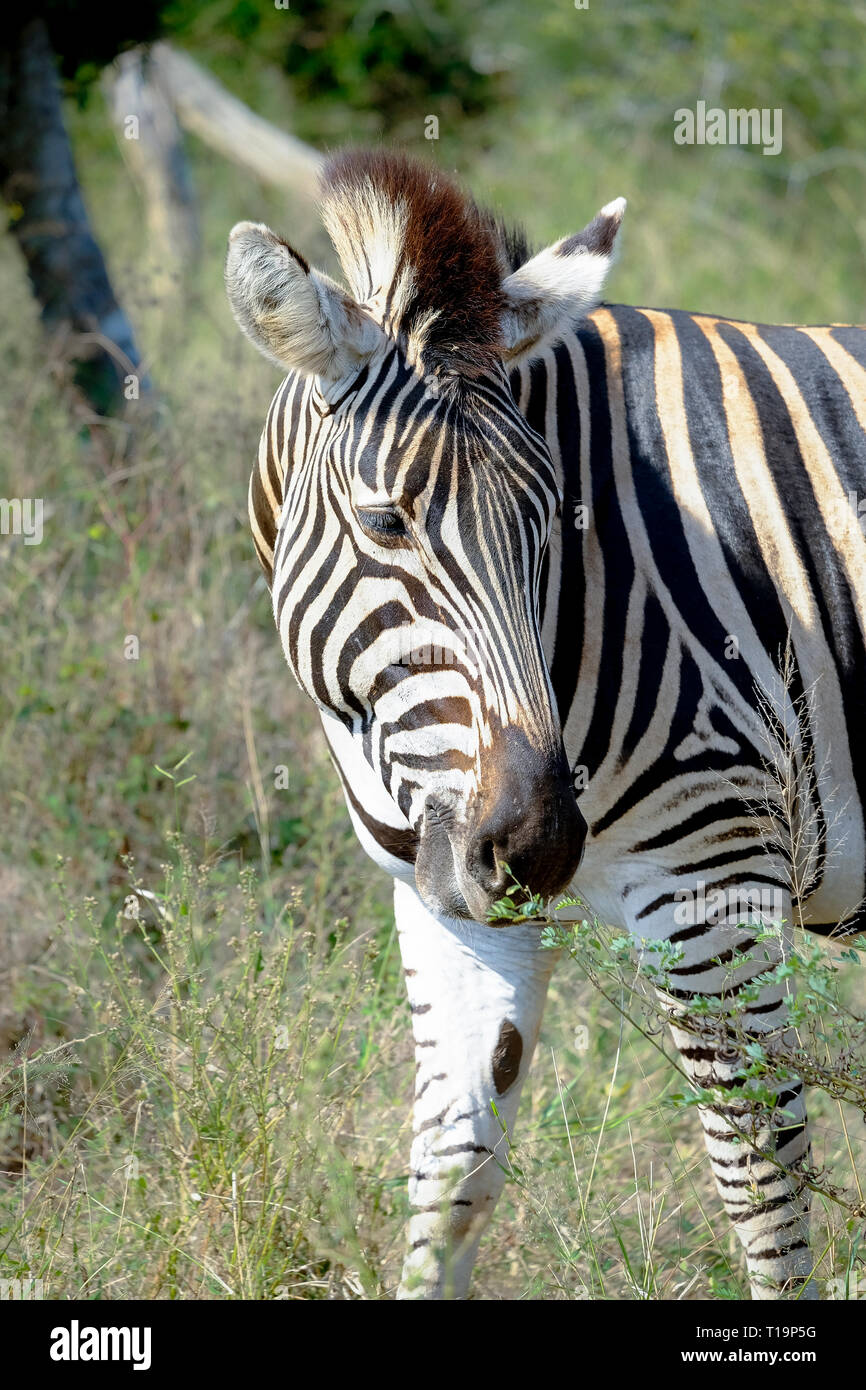 Zebra grazing savanna grassland hi-res stock photography and images - Alamy